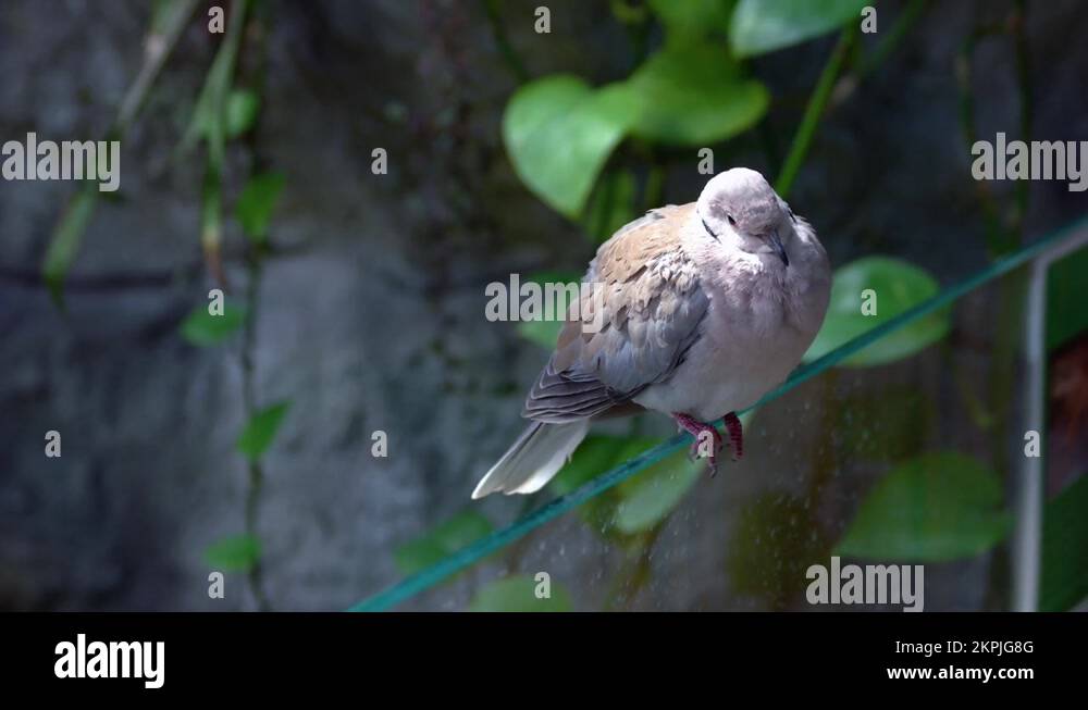 Wildlife zoo animal bird birds Stock Videos & Footage - HD and 4K Video ...
