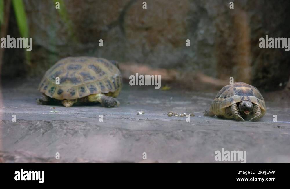 Big and small animals Stock Videos & Footage - HD and 4K Video Clips ...