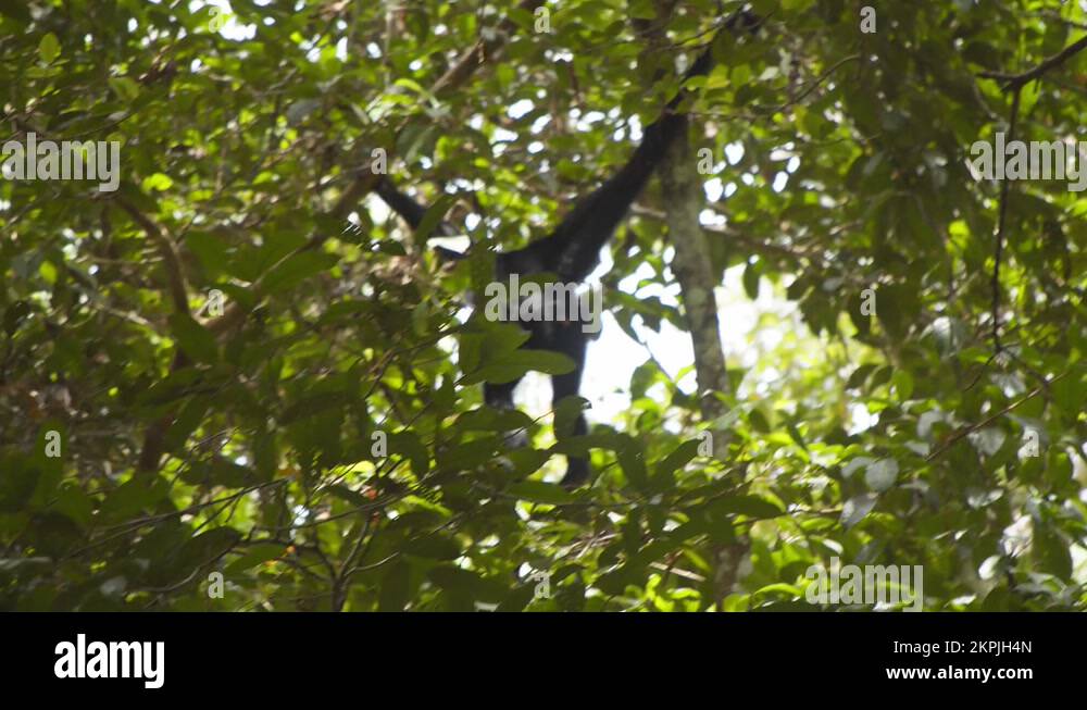 Arms of monkey Stock Videos & Footage - HD and 4K Video Clips - Alamy