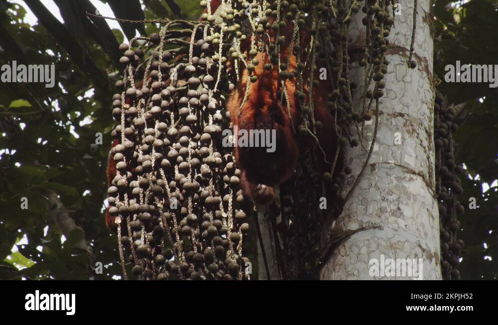 Red howler monkeys hanging upside down eating fruits of a palm tree in ...
