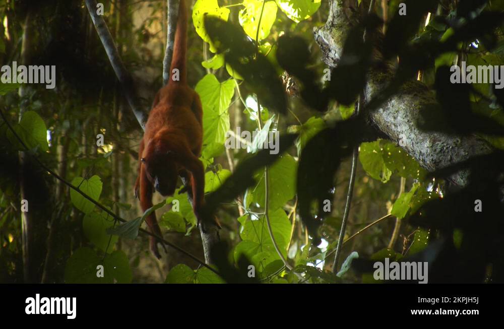 Monkey hanging tail Stock Videos & Footage - HD and 4K Video Clips - Alamy