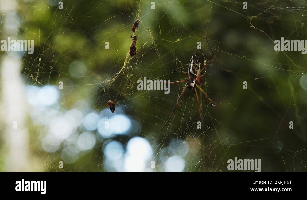 Giant orb weaver Stock Videos & Footage - HD and 4K Video Clips - Alamy