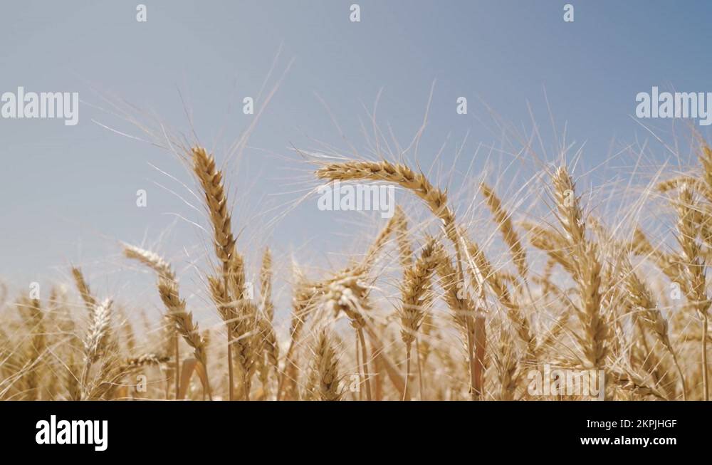 field wheat. agriculture concept. farm with wheat. grain industry. eco ...