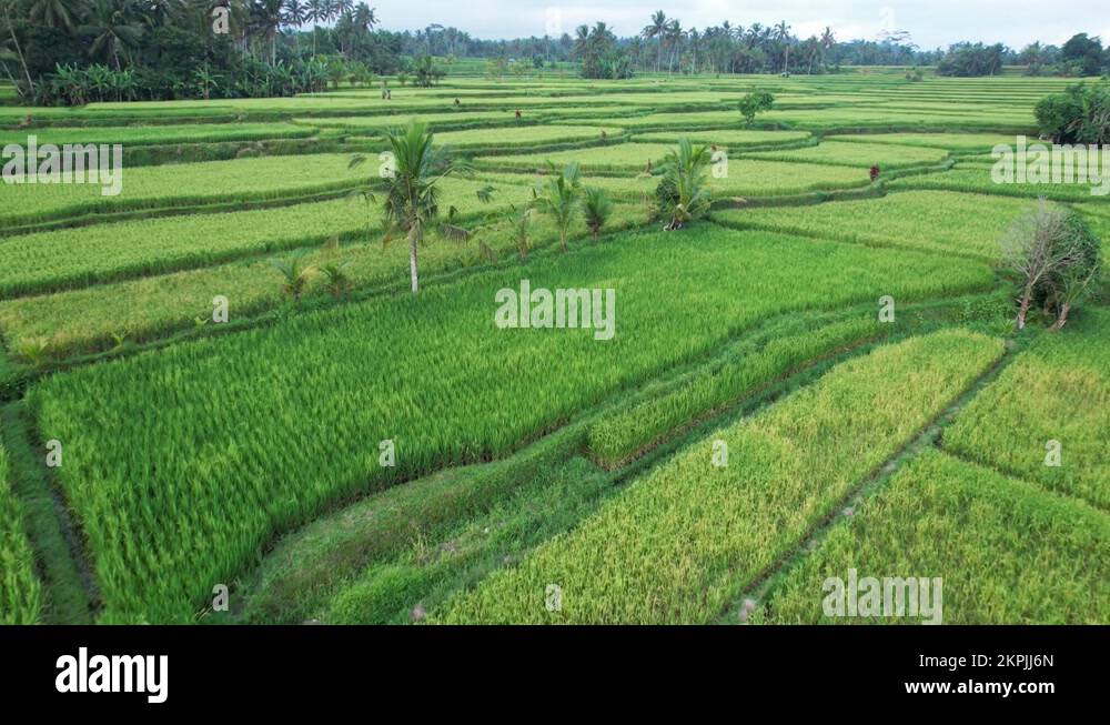 Padi terraces bali Stock Videos & Footage - HD and 4K Video Clips - Alamy