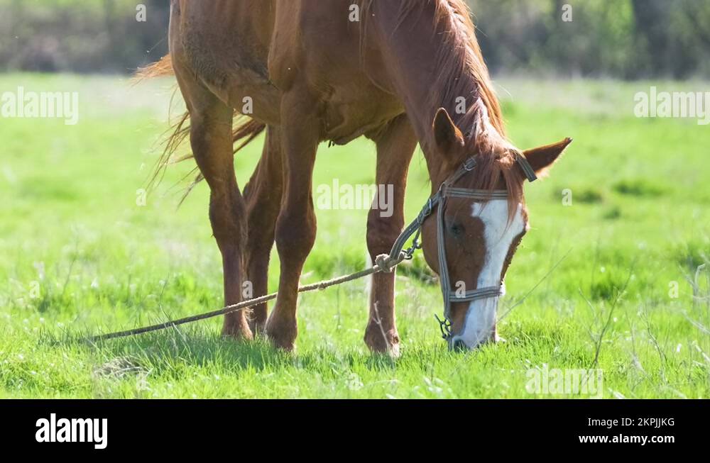 Grass sickness horse Stock Videos & Footage - HD and 4K Video Clips - Alamy Grass sickness horse Stock Videos & Footage - HD and 4K Video Clips - Alamy