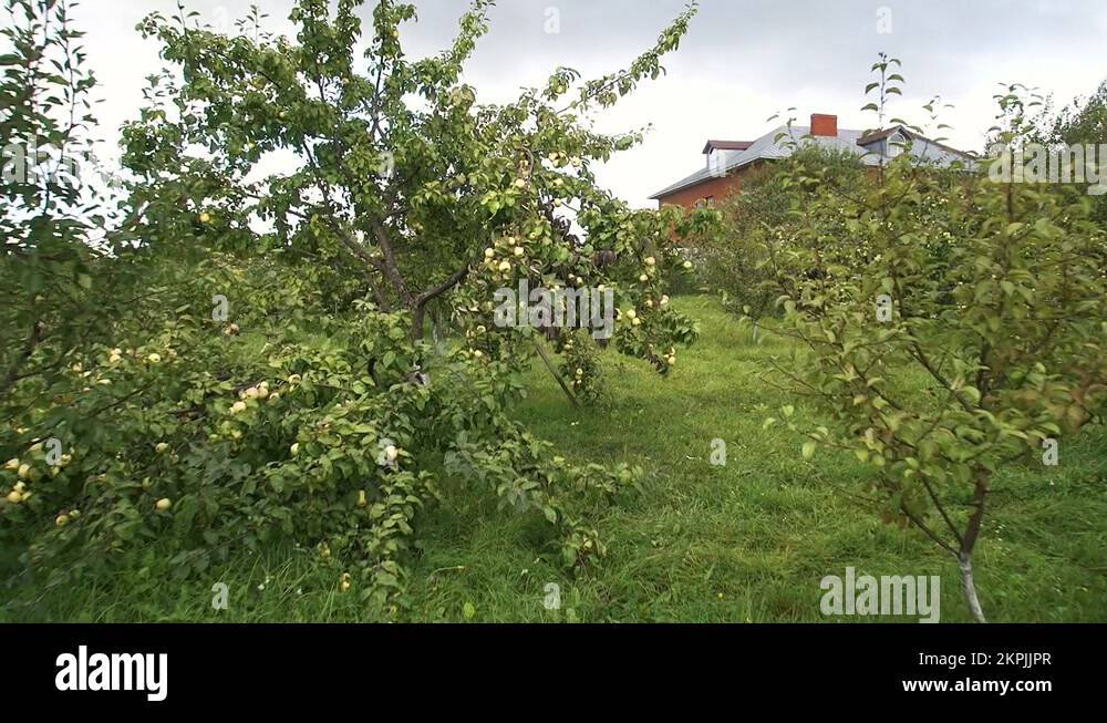 Summer season trees Stock Videos & Footage - HD and 4K Video Clips - Alamy