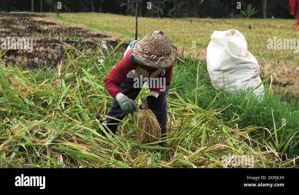 Woman harvesting sticky rice by hand on sawah in Bali, Indonesia Stock ...