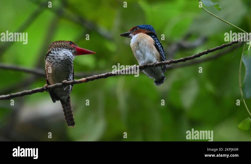 Left facing bird Stock Videos & Footage - HD and 4K Video Clips - Alamy