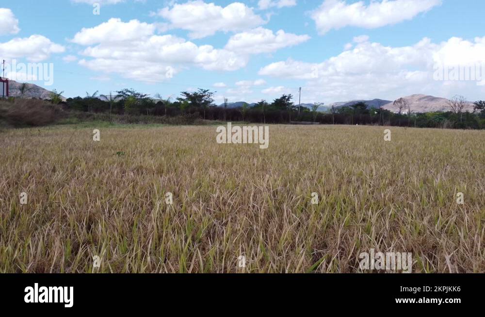 Drought field in india Stock Videos & Footage - HD and 4K Video Clips ...