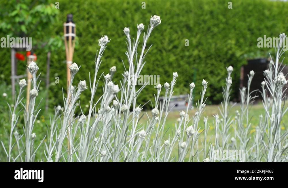 Torch flower growing in Stock Videos & Footage - HD and 4K Video Clips ...
