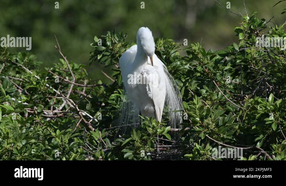 Ardea alba plumage Stock Videos & Footage - HD and 4K Video Clips - Alamy