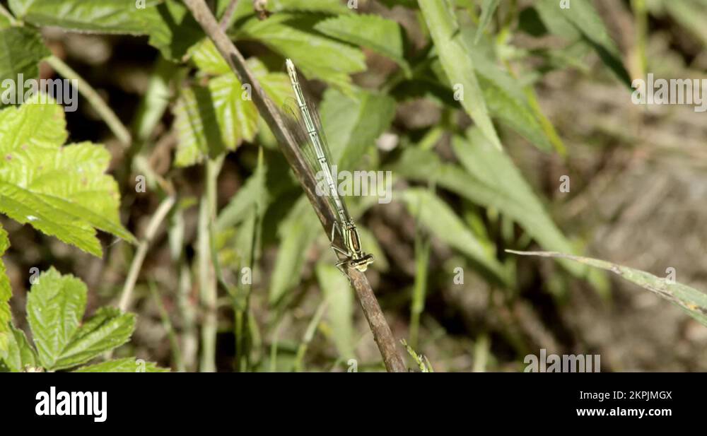 Catch dragonfly Stock Videos & Footage - HD and 4K Video Clips - Alamy