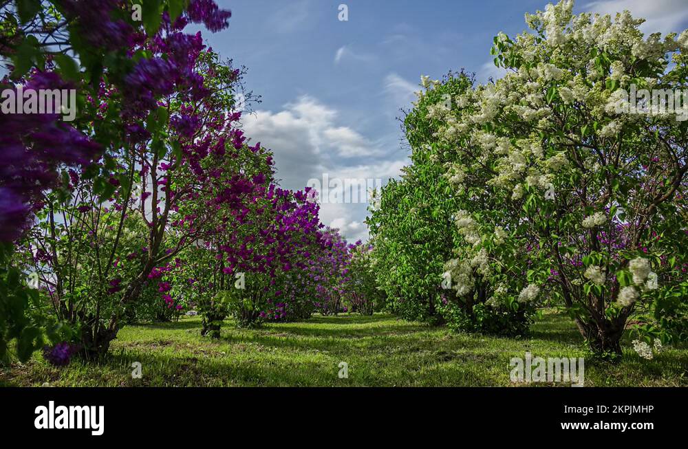 Rows of flowering trees Stock Videos & Footage - HD and 4K Video Clips ...