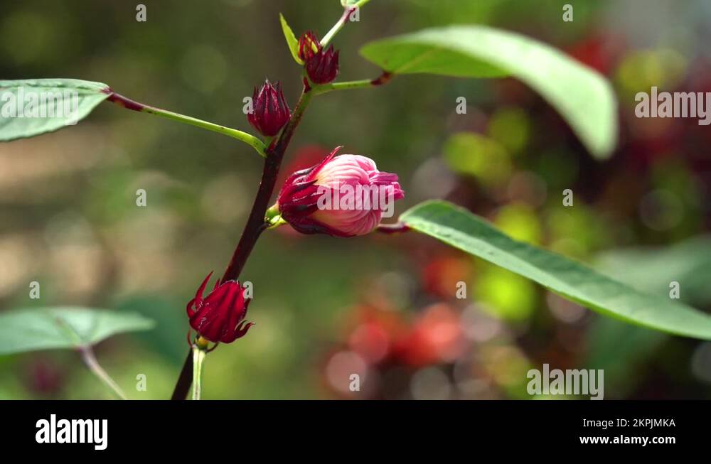 Roselle plant Stock Videos & Footage - HD and 4K Video Clips - Alamy