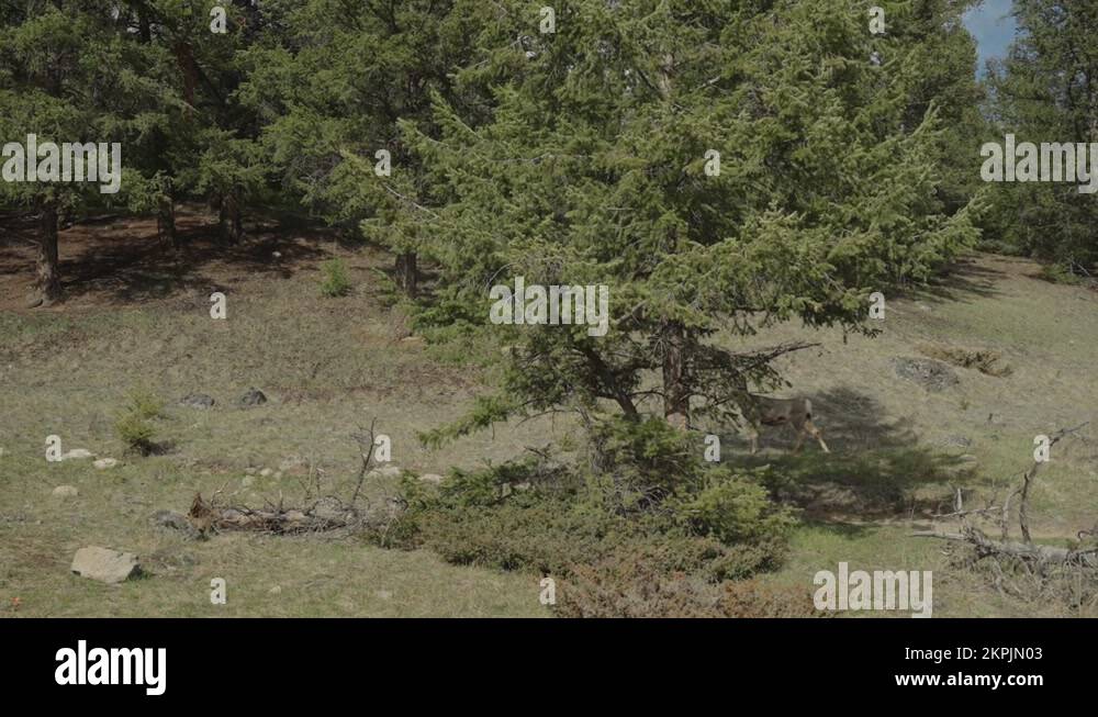 Animal hiding behind tree Stock Videos & Footage - HD and 4K Video ...