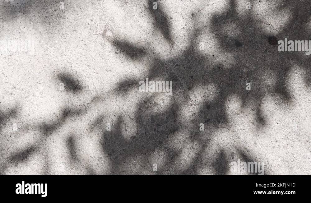 Beautiful shadow from a tree branch with leaves on a concrete surface ...