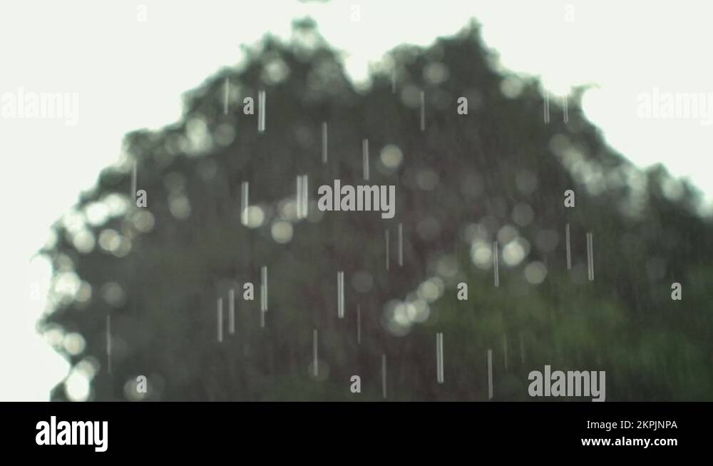 Wind blow tree Stock Videos & Footage - HD and 4K Video Clips - Alamy