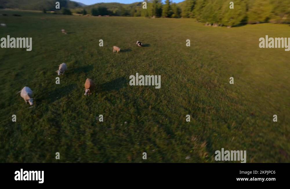 Horse cow sheep Stock Videos & Footage - HD and 4K Video Clips - Alamy