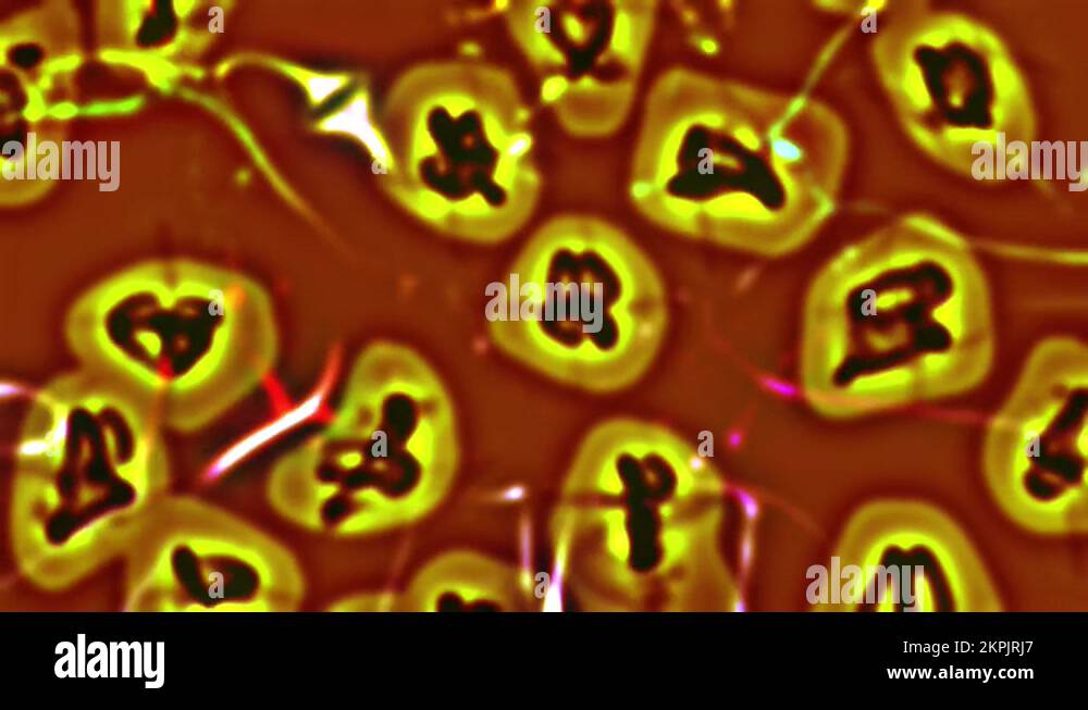 Abstract motion animated cells structure with liquid background Stock ...