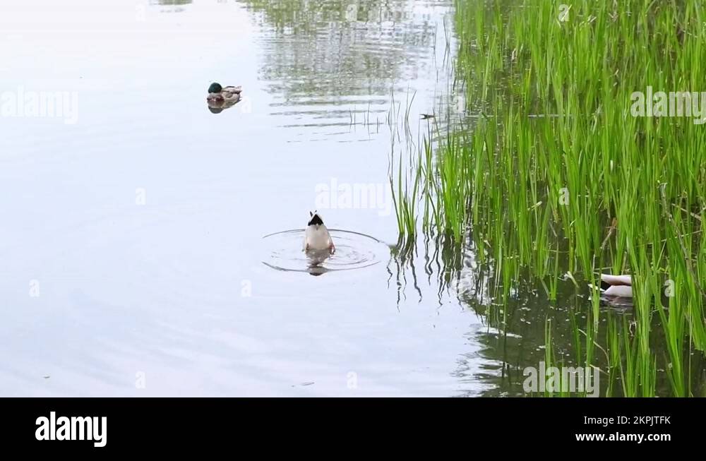 Two mallard duck drakes diving for food at bottom of pond. Legs and ...