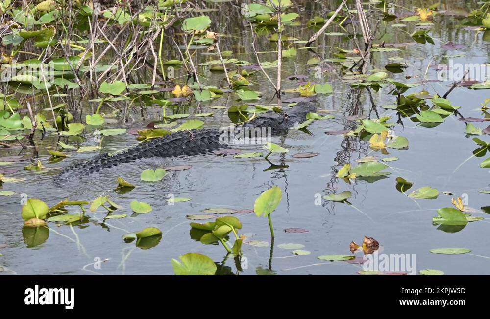 Bellowing alligator Stock Videos & Footage - HD and 4K Video Clips - Alamy