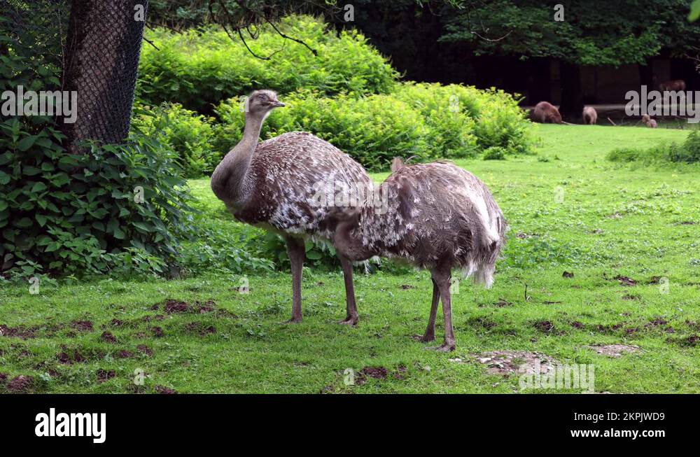 Darwin's rhea, Rhea pennata, also known as the lesser rhea Stock Video ...
