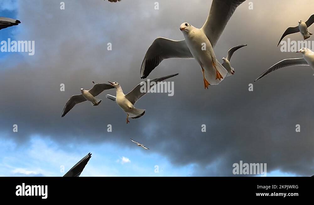 Catch food in flight Stock Videos & Footage - HD and 4K Video Clips - Alamy