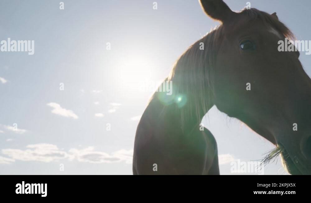 Stallion chews grass at dawn. Horse on summer pasture at sunset. Horse ...