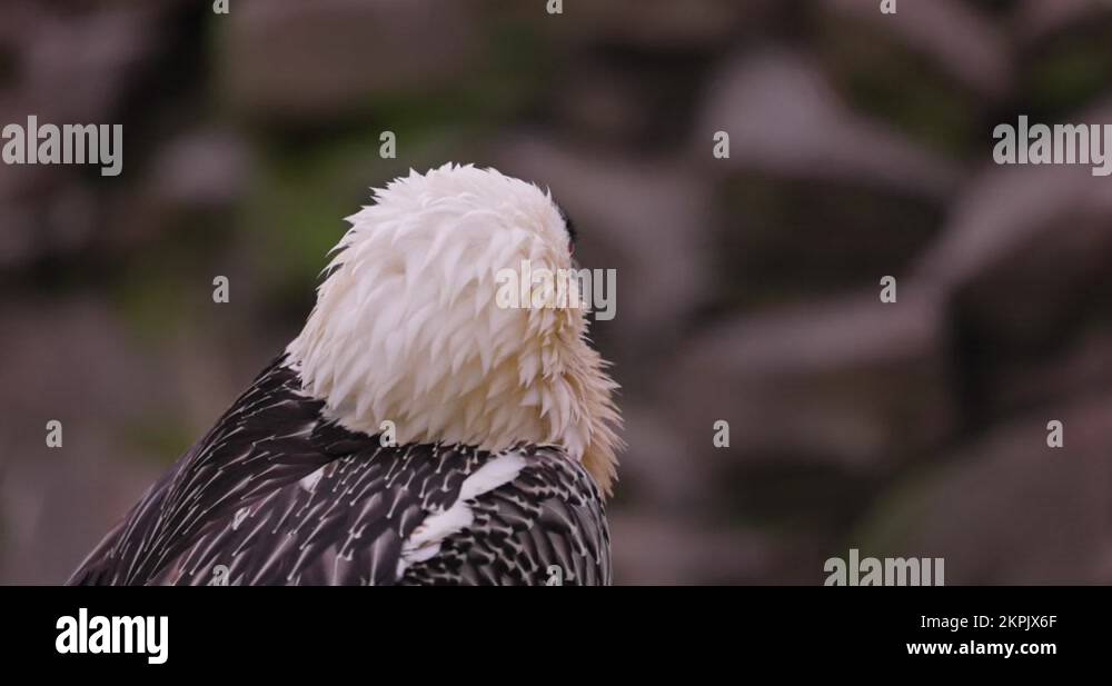 Rare endangered raptor predator bird Stock Videos & Footage - HD and 4K ...