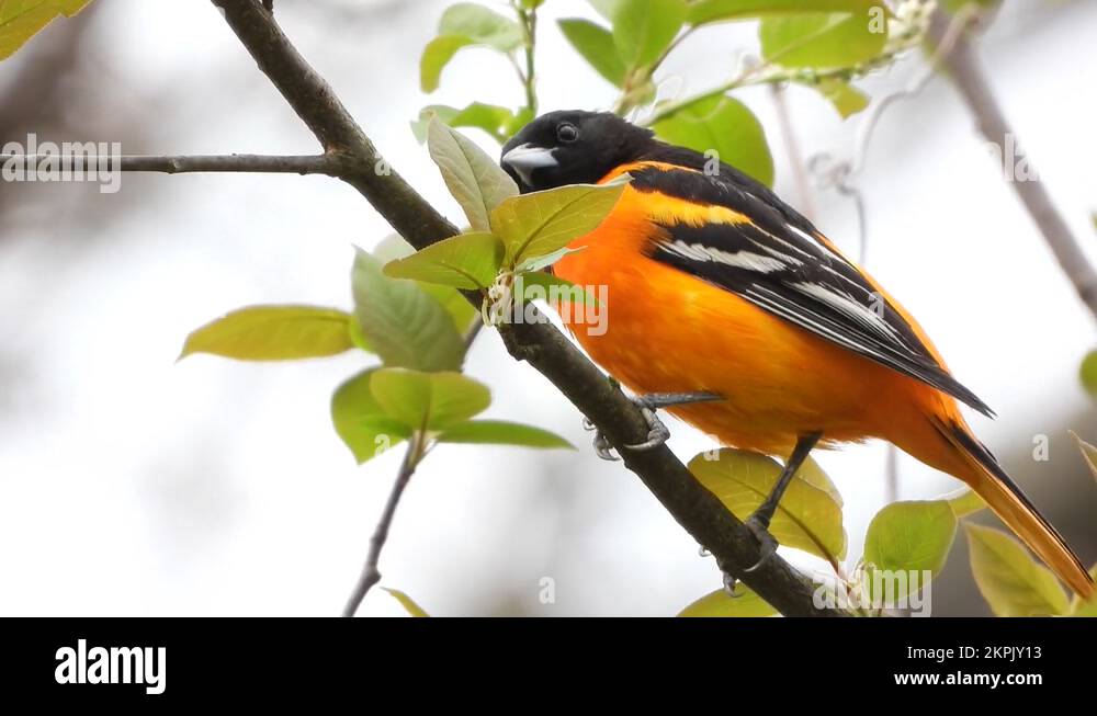 A Yellow Orange Baltimore Oriole Sitting On A Tree Branch Icterus