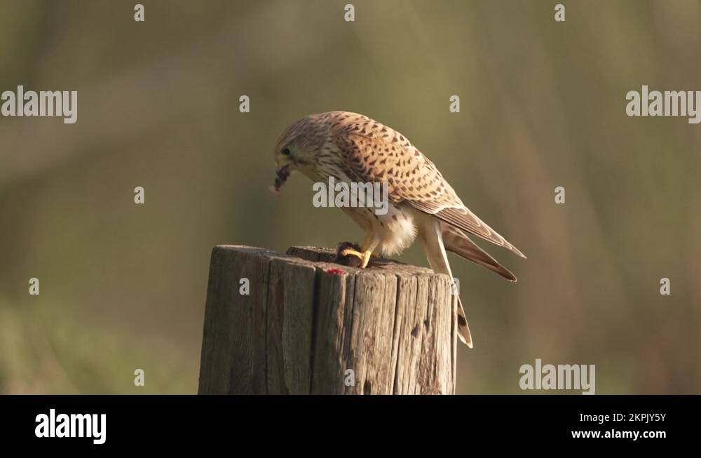 Female common kestrel Stock Videos & Footage - HD and 4K Video Clips ...