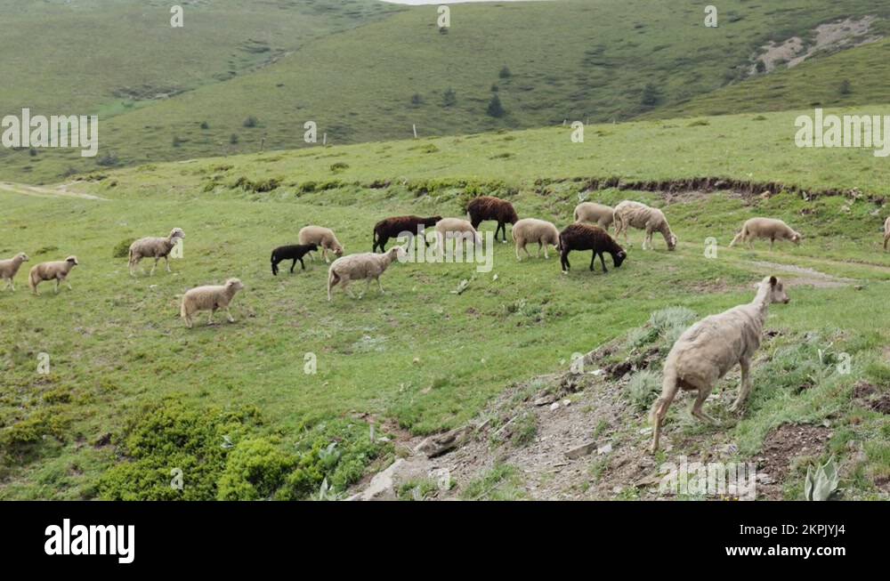 Balkan sheep Stock Videos & Footage - HD and 4K Video Clips - Alamy