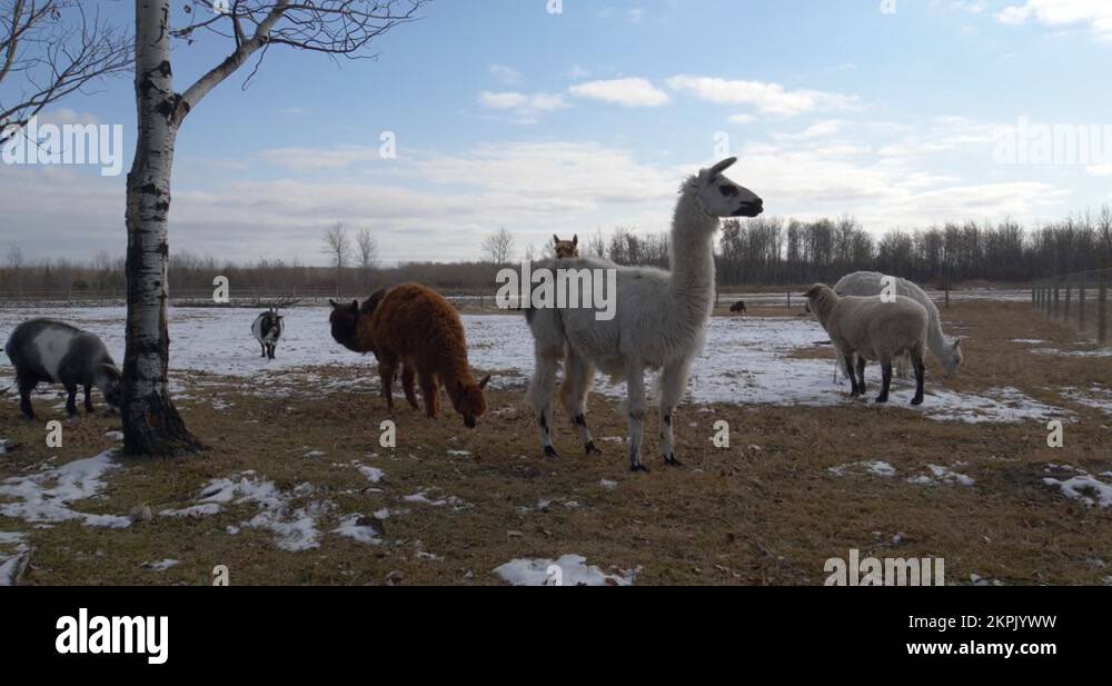 Farm animals grazing Stock Videos & Footage - HD and 4K Video Clips - Alamy