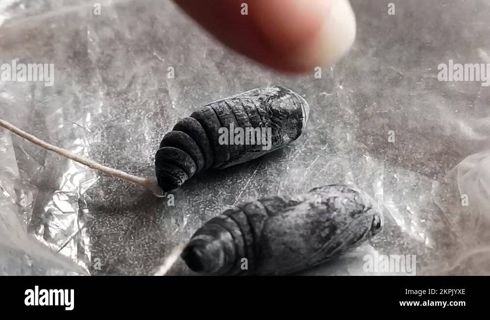 Moth chrysalis Stock Videos & Footage - HD and 4K Video Clips - Alamy