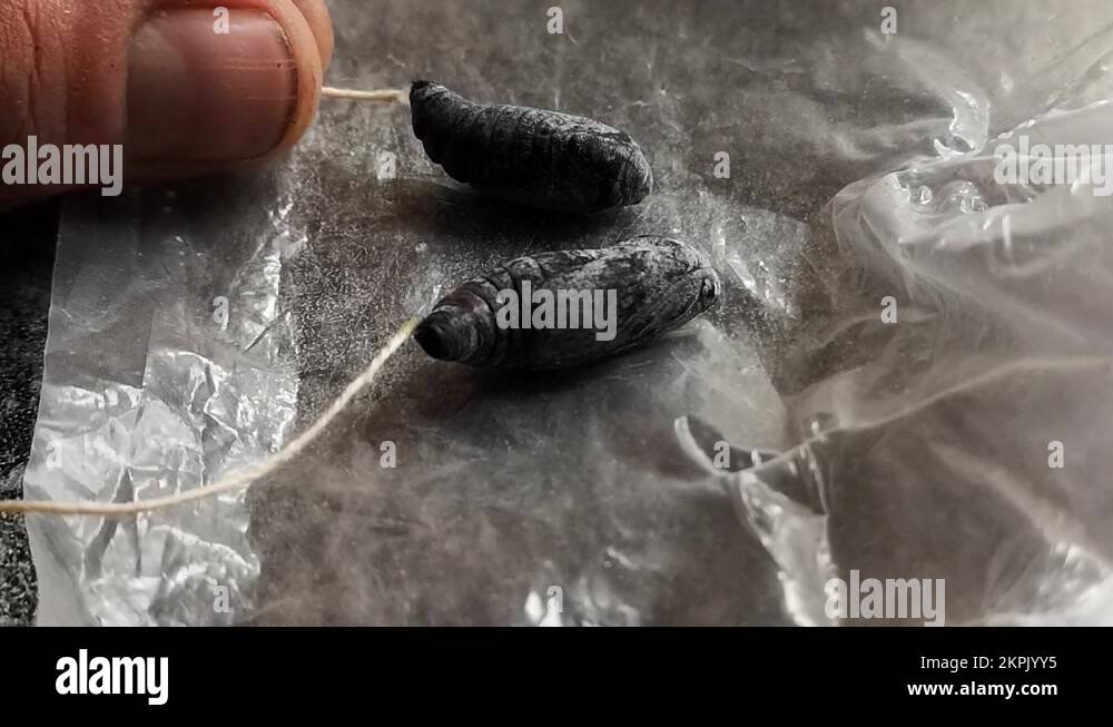 Cocoon shaped Stock Videos & Footage - HD and 4K Video Clips - Alamy