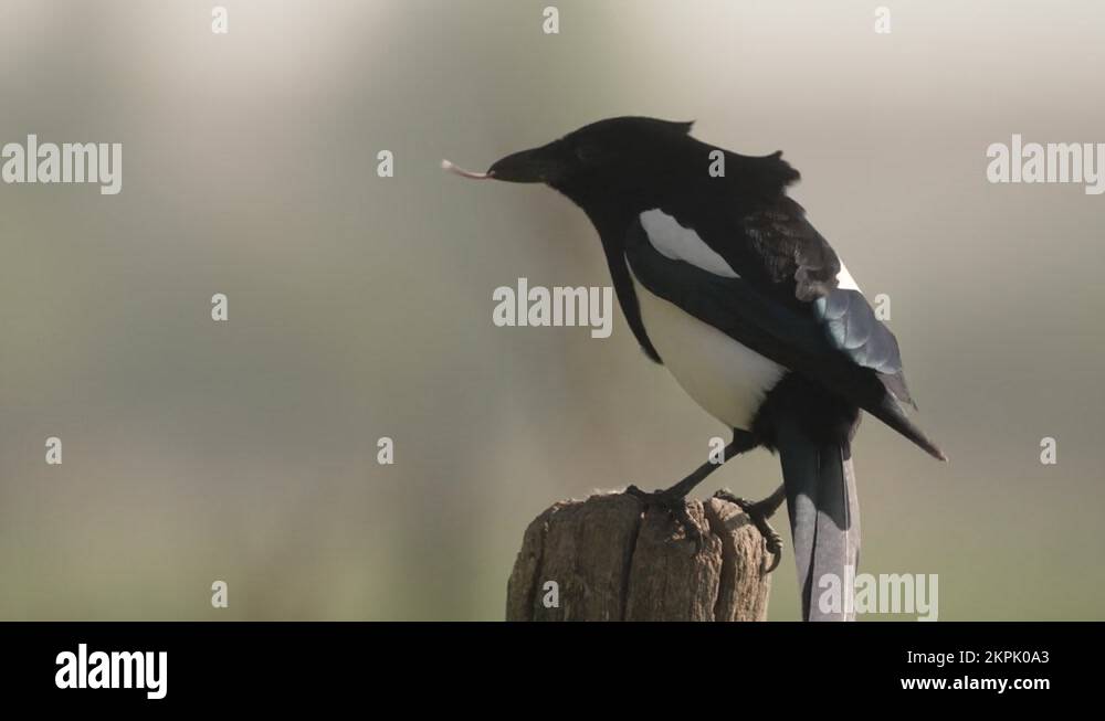 Bird eating mouse Stock Videos & Footage - HD and 4K Video Clips - Alamy