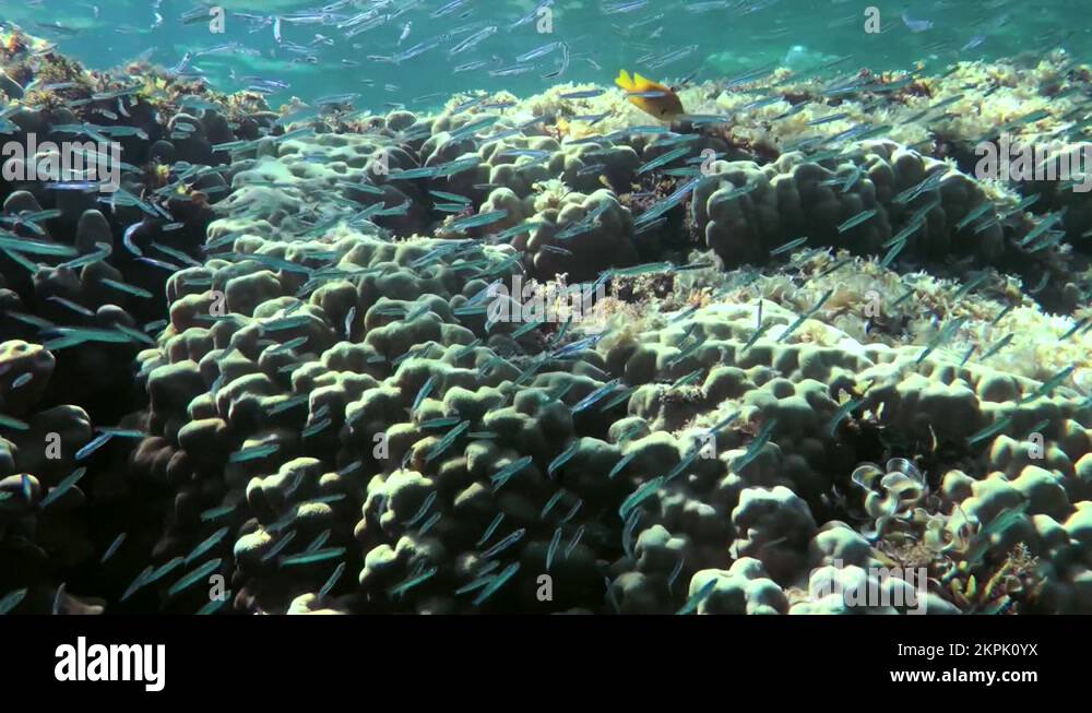 Hardyhead silverside fish Stock Videos & Footage - HD and 4K Video ...