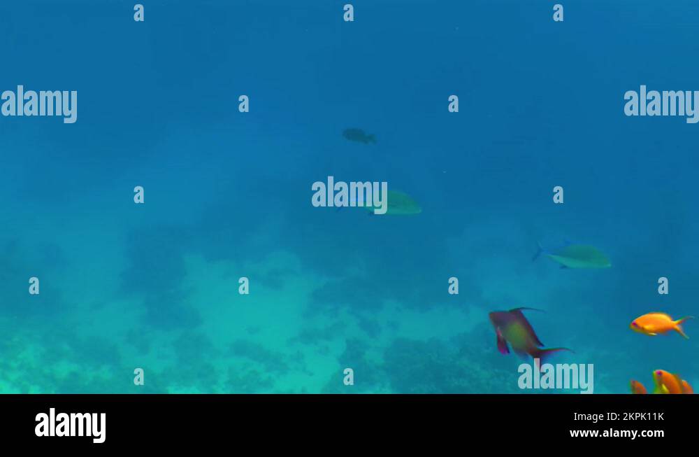 A flock of Sea goldie against a background of coral reef Stock Video ...