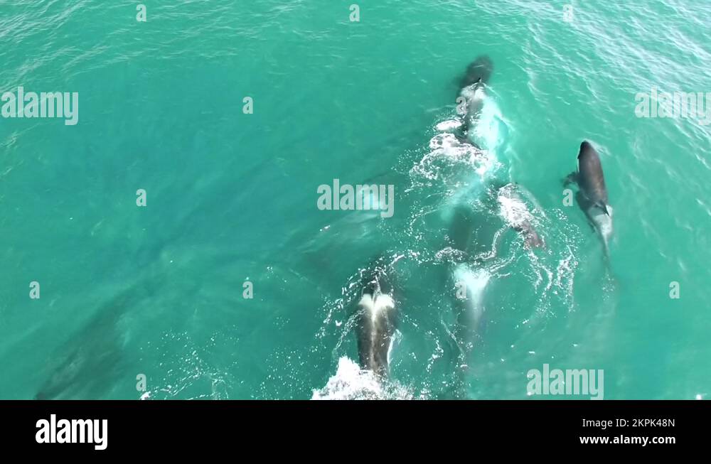 Dramatic drone aerial video of flock of Orca killer whale killing on ...