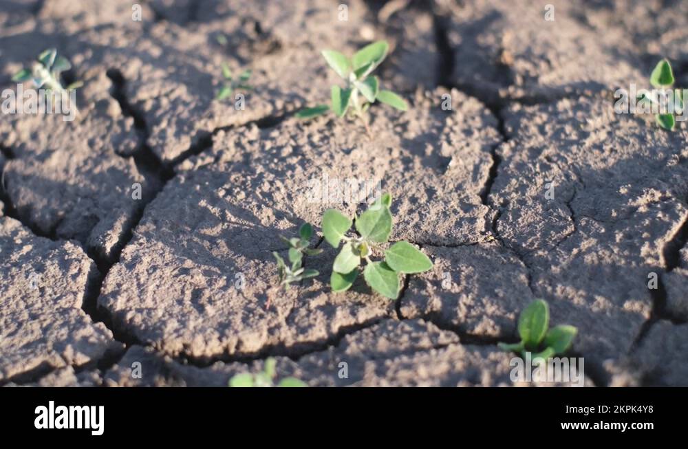 Barren earth texture Stock Videos & Footage - HD and 4K Video Clips - Alamy