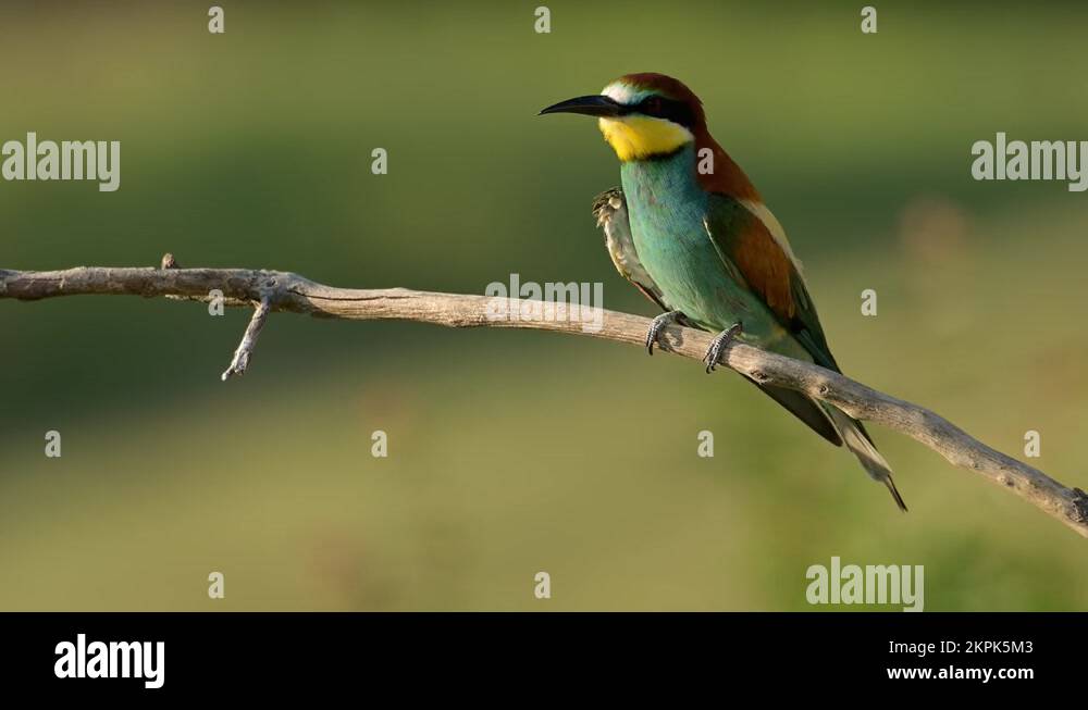 Beautiful bird preening Stock Videos & Footage - HD and 4K Video Clips ...