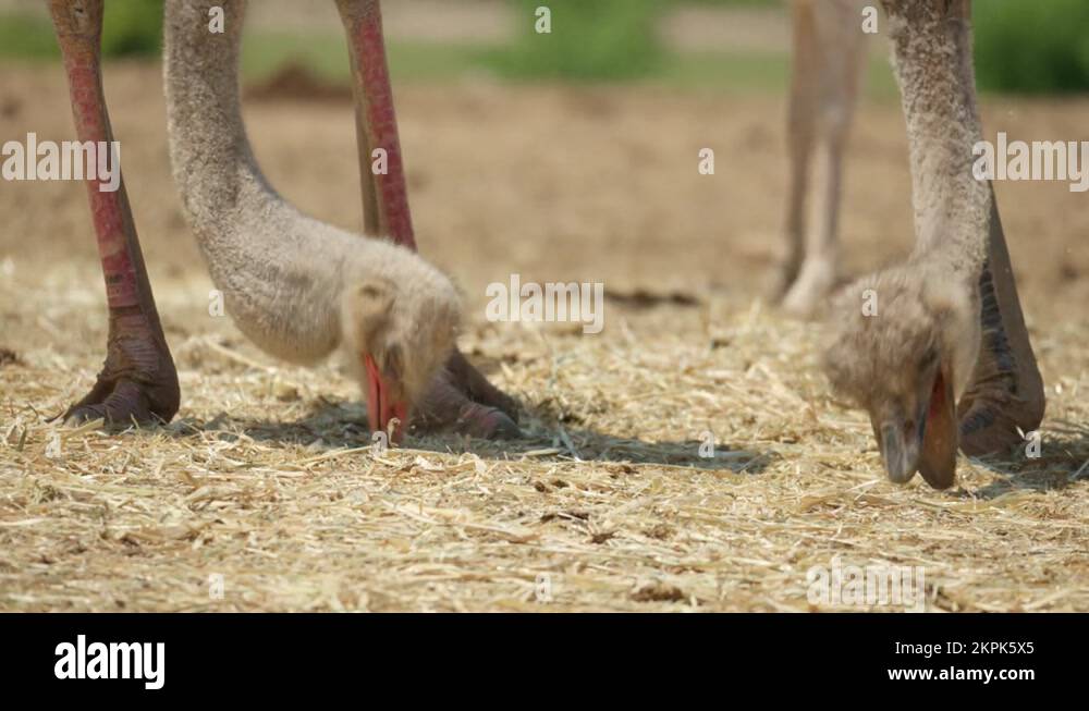 Birdlife land bird species Stock Videos & Footage - HD and 4K Video ...
