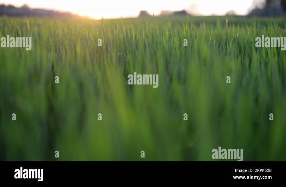Green warm setting Stock Videos & Footage - HD and 4K Video Clips - Alamy