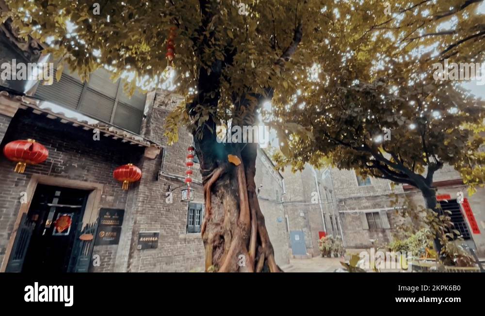 Chinese tree roots Stock Videos & Footage - HD and 4K Video Clips - Alamy