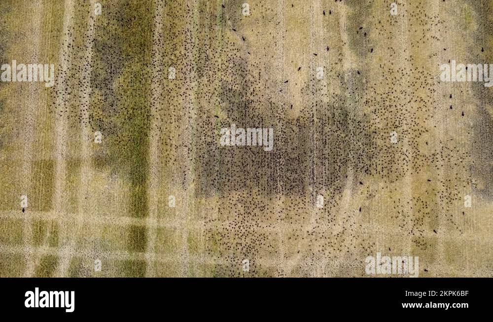 Crowd of birds Stock Videos & Footage - HD and 4K Video Clips - Alamy