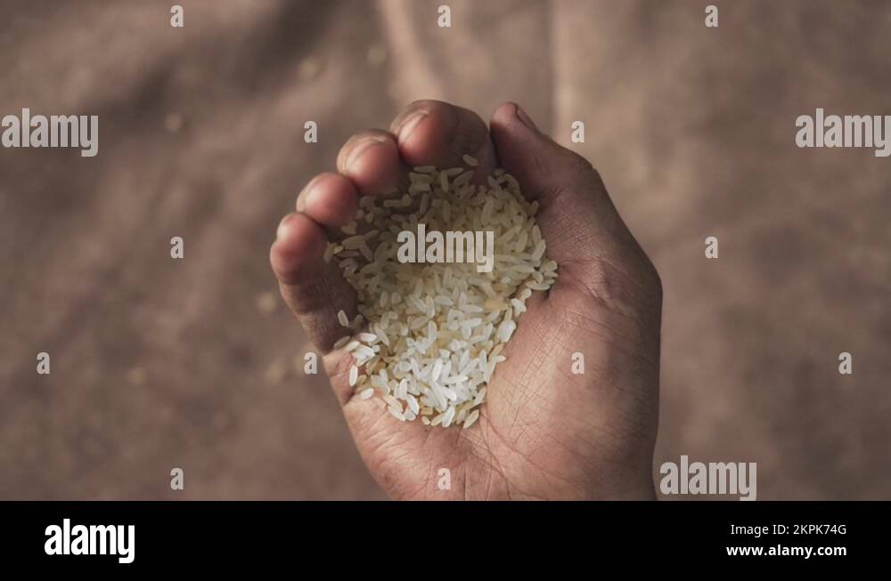 rice in dirty male hands, hunger and poverty concepts. conflict as a ...