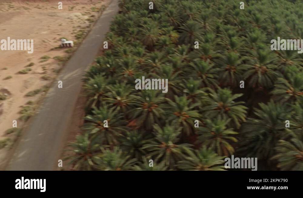 Saudi arabia date palm Stock Videos & Footage - HD and 4K Video Clips ...