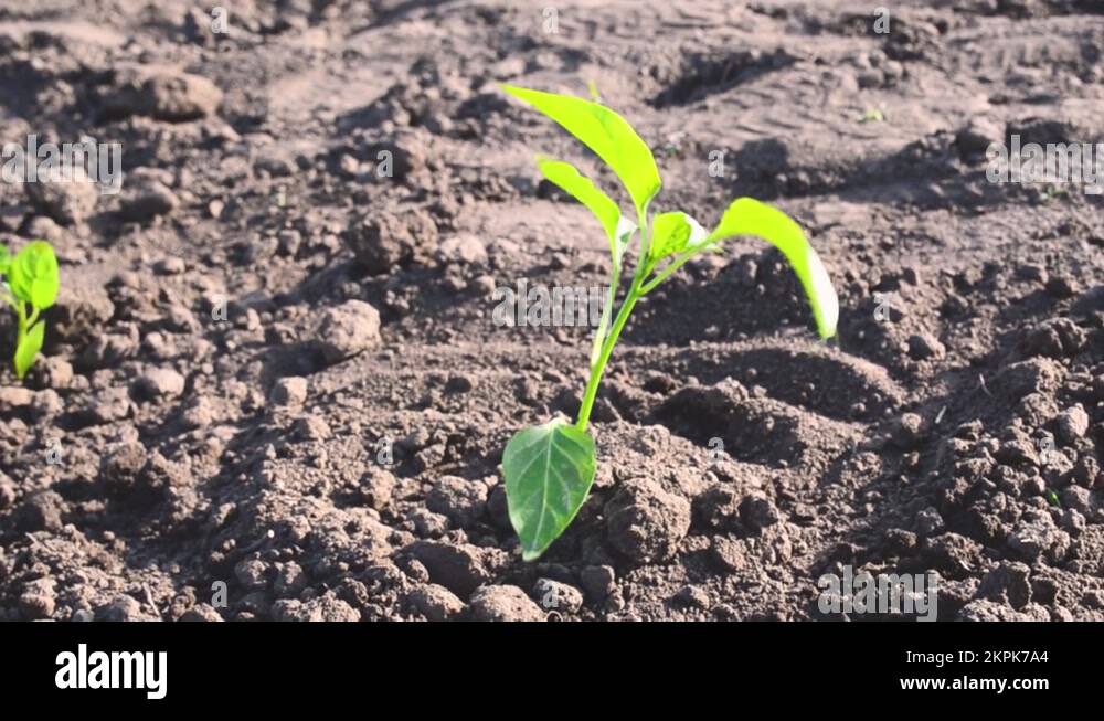Bell pepper sprout Stock Videos & Footage - HD and 4K Video Clips - Alamy