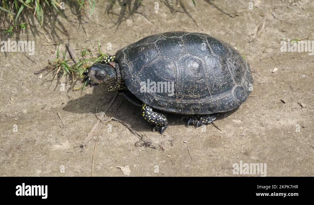 Turtle movement Stock Videos & Footage - HD and 4K Video Clips - Alamy
