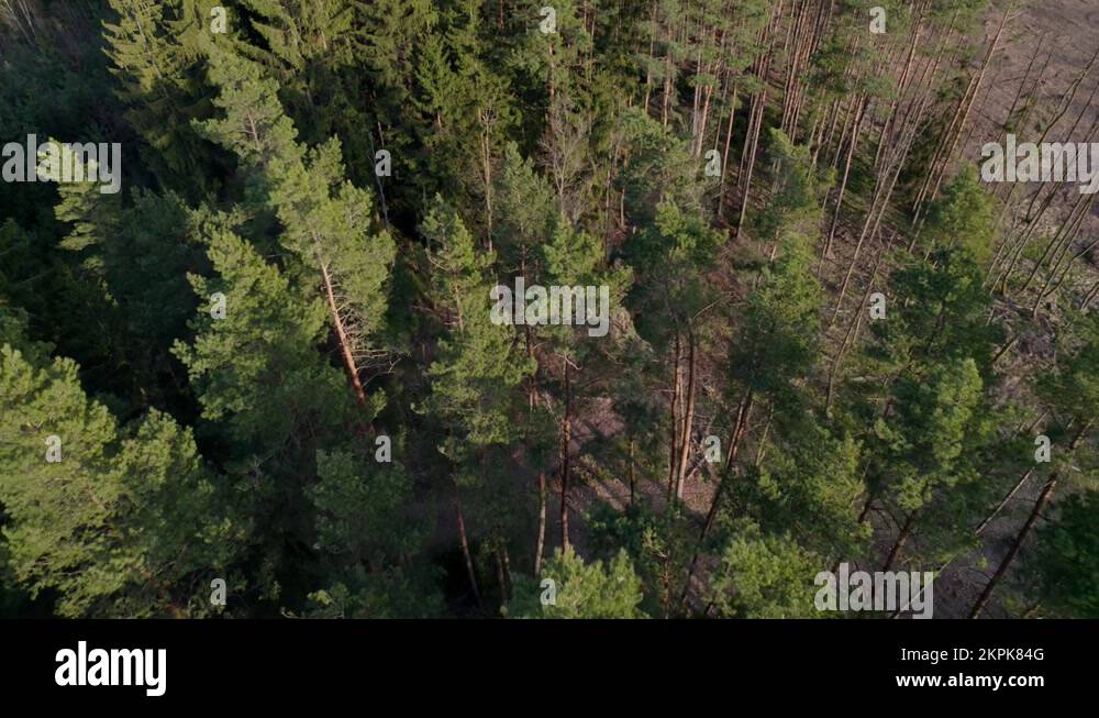 Coniferous felled forest infested with bark beetles, view from drone at ...